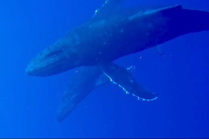 Whale Watching on Big island - The Group Size and Atmosphere