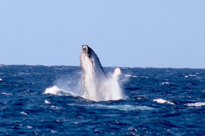 Whale Watching on Big island - Authentic Experiences and Real Feedback