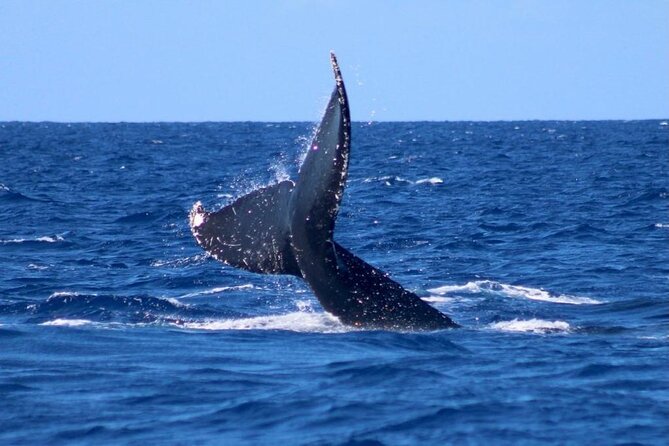 Whale Watching on Big island - Cancellation and Rescheduling Policies