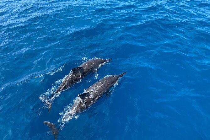 Whale Watching on Big island - Who Will Love This Tour?