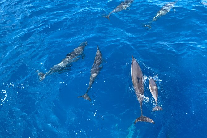 Whale Watching on Big island - Final Thoughts