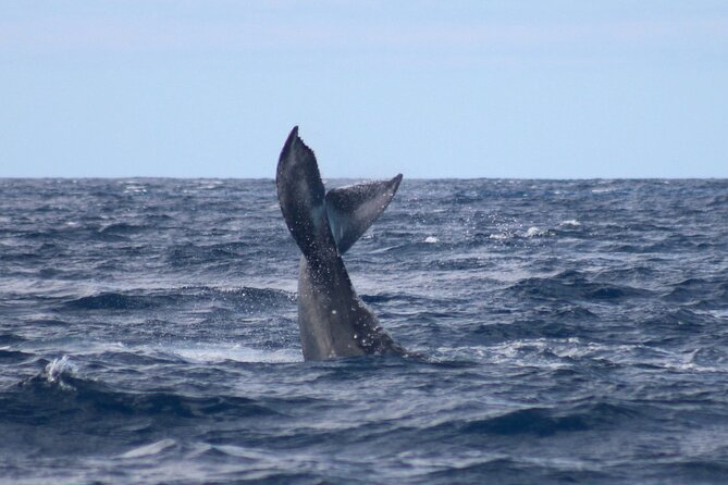 Whale Watching on Big island - FAQ