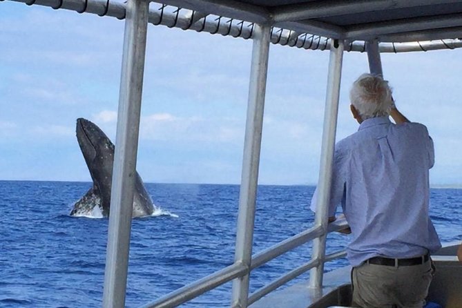 Whale Watching On The Big Island - What You Can Expect During the Tour