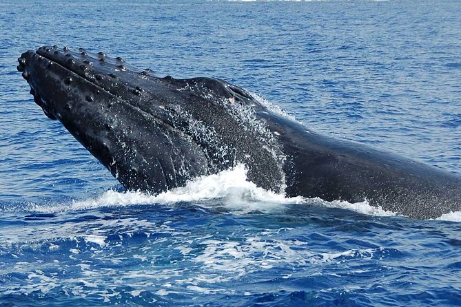 Whale Watching On The Big Island - Who Should Book This Tour?