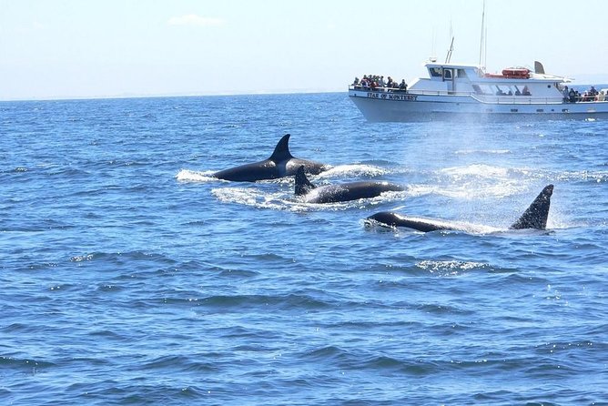 Whale Watching Tour - Exploring the Monterey Whale Watching Experience