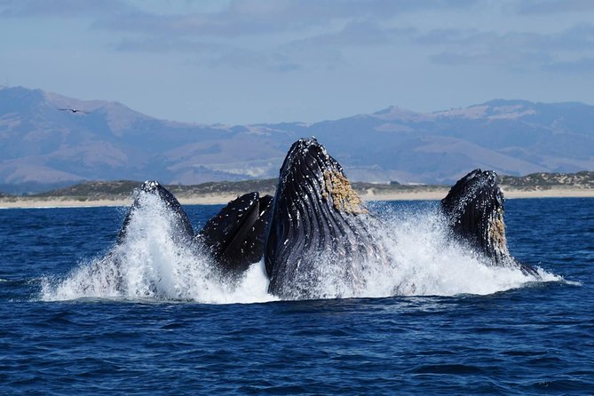 Whale Watching Tour - The Value and Why It’s Worth Considering