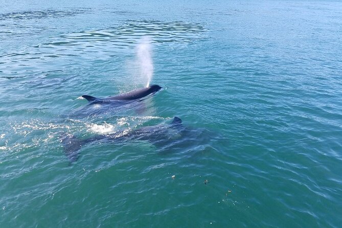 Whale Watching Tour from Anacortes - An In-Depth Look at the Whale Watching Experience