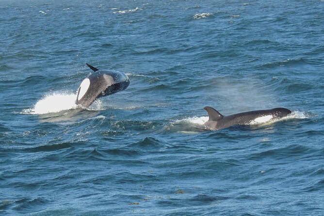 Whale Watching Tour from Anacortes - Why This Tour Works Well