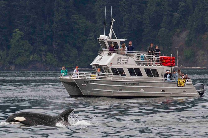 Whale Watching Tour from Anacortes - Who Should Consider This Tour