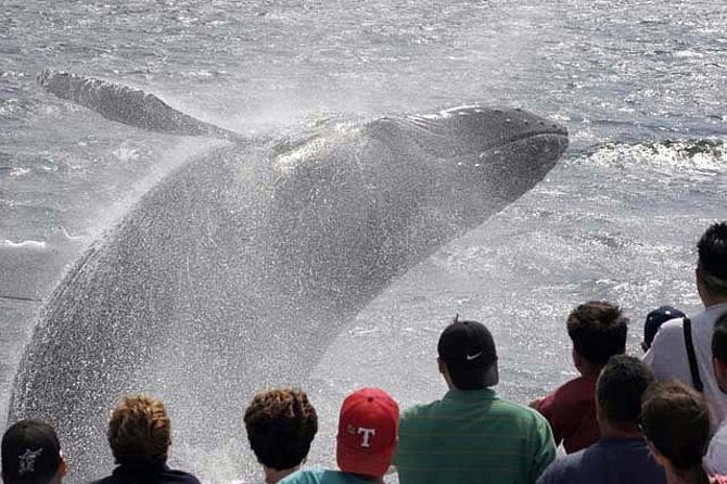 Whale Watching Tour in Gloucester - An in-depth look at the Gloucester whale watching experience