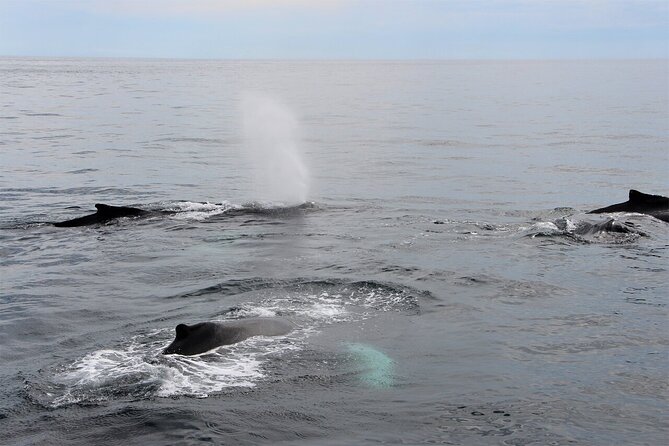 Whale Watching Tour in Gloucester - FAQs