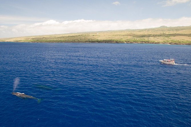 Whale Watching Tour: Whales Guaranteed in Kona Waikoloa - FAQ