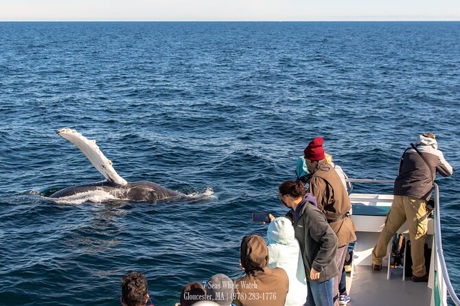 Whale Watching Trips to Stellwagen Bank Marine Sanctuary. Guaranteed sightings! - How Good Are the Sightings?