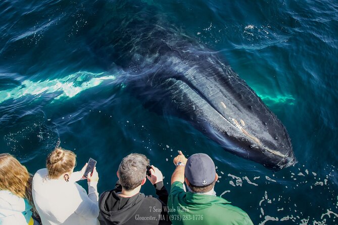 Whale Watching Trips to Stellwagen Bank Marine Sanctuary. Guaranteed sightings! - Pricing and Value