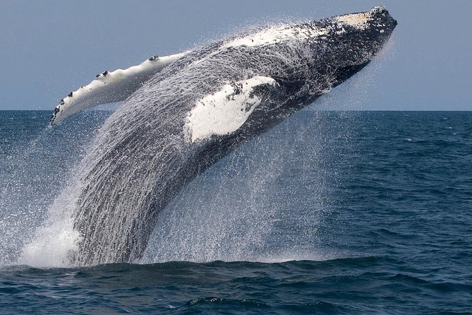 Whale Watching Trips to Stellwagen Bank Marine Sanctuary. Guaranteed sightings! - Practical Tips for the Trip
