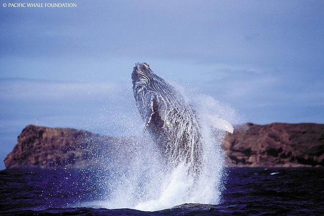 Whalewatch Deluxe Tour from Ma'alaea Harbor - The Itinerary Breakdown