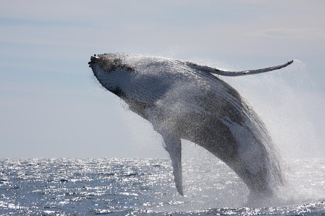 Whalewatch Deluxe Tour from Ma'alaea Harbor - What Sets This Tour Apart?