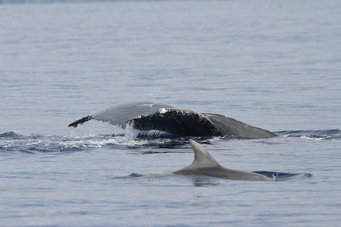 Whalewatch Deluxe Tour from Ma'alaea Harbor - Who Is This Tour Best For?