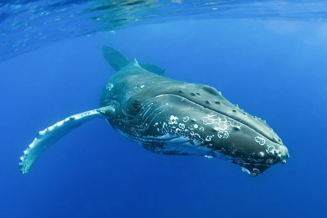Whalewatch Deluxe Tour from Ma'alaea Harbor - Final Thoughts: Is It Worth It?