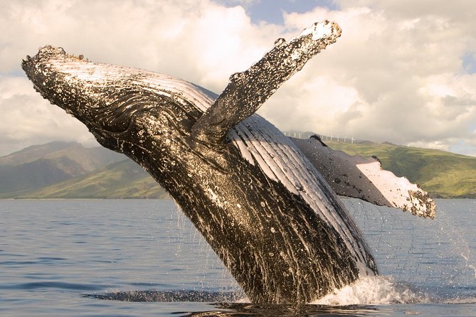 Whalewatch Sail Deluxe Tour from Ma'aleae - Key Points