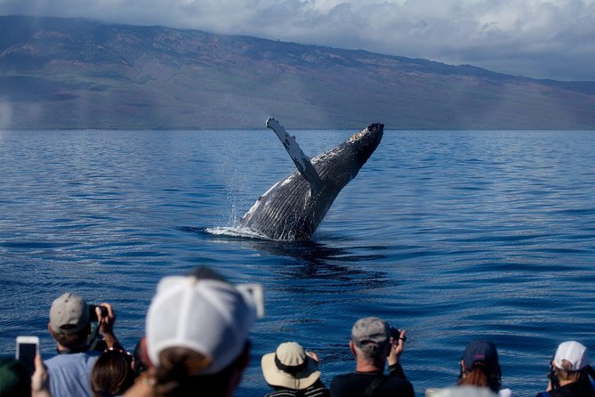 Whalewatch Sail Deluxe Tour from Ma'aleae - Setting the Scene: What to Expect