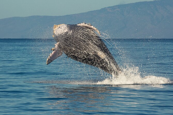 Whalewatch Sail Deluxe Tour from Ma'aleae - Why This Tour Stands Out