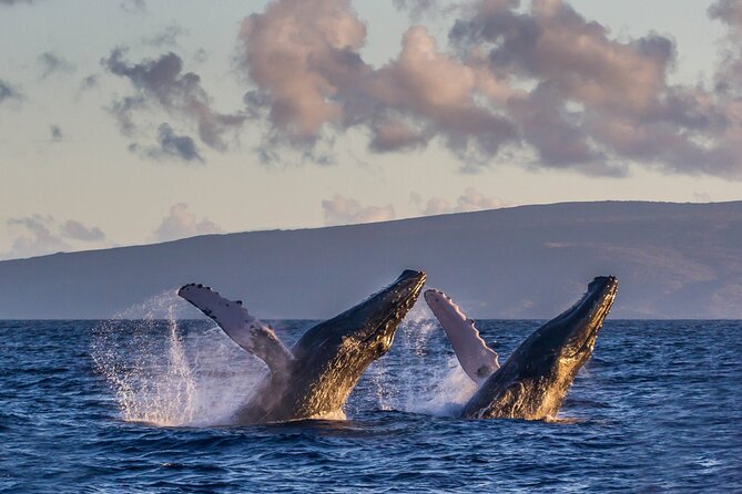 Whalewatch Sail Deluxe Tour from Ma'aleae - Who Is This Tour Best For?