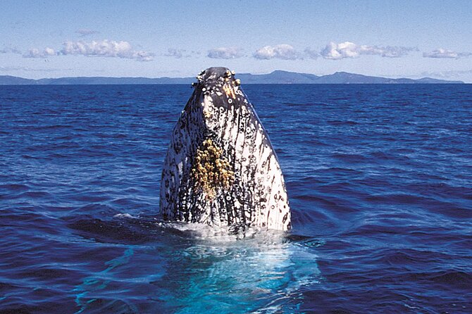 Whalewatch Sail Deluxe Tour from Ma'aleae - Frequently Asked Questions