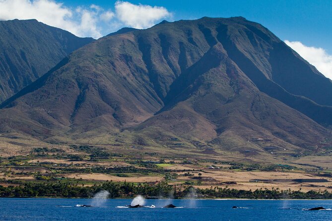 Whalewatch Sail Deluxe Tour from Ma'aleae - Final Thoughts