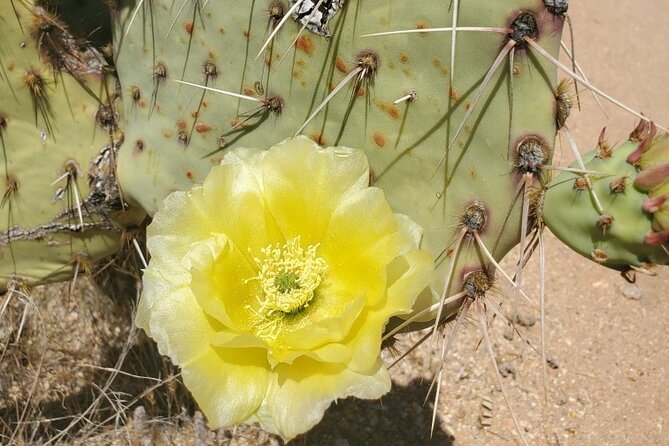 When Nature Calls - Exploring the Sonoran Desert - Who Should Consider This Tour?