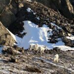 Whittier: Cruise Transit Tour to & from Anchorage - Practicalities and Value