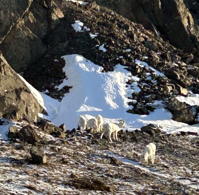 Whittier: Cruise Transit Tour to & from Anchorage - Practicalities and Value
