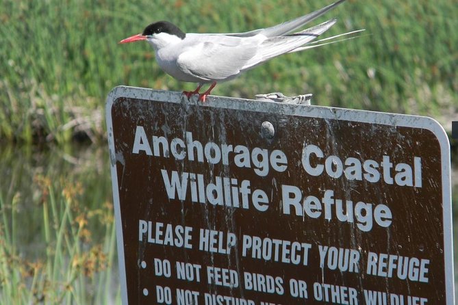 Whittier to Anchorage Cruise Transfer and Private Tour - Authentic Insights from Reviewers