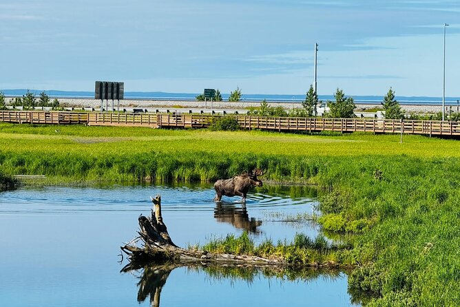 Whittier to Anchorage Land Transfer Tour With AWCC - The Sum Up
