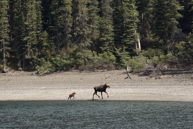 Wild Adventure Yukon Tour into Canada including City and Summit - Introduction to the Wild Adventure Yukon Tour