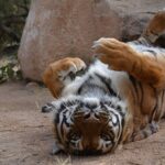Wild Animal Nature Park Scenic Route 66 Crozier Canyon - Final Thoughts: Who Should Consider This Safari?