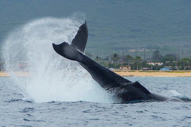 Wild Dolphin Watching and Snorkel Safari Off West Coast of Oahu - Detailed Review of the Wild Dolphin Watching and Snorkel Safari