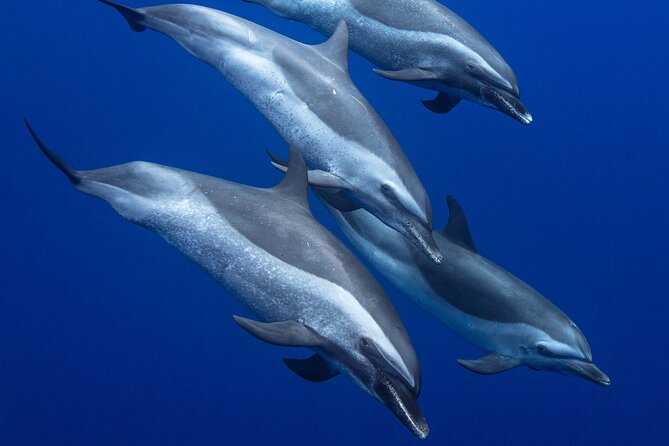 Wild Dolphin Watching and Snorkel Safari Off West Coast of Oahu - Who Should Book This Tour?