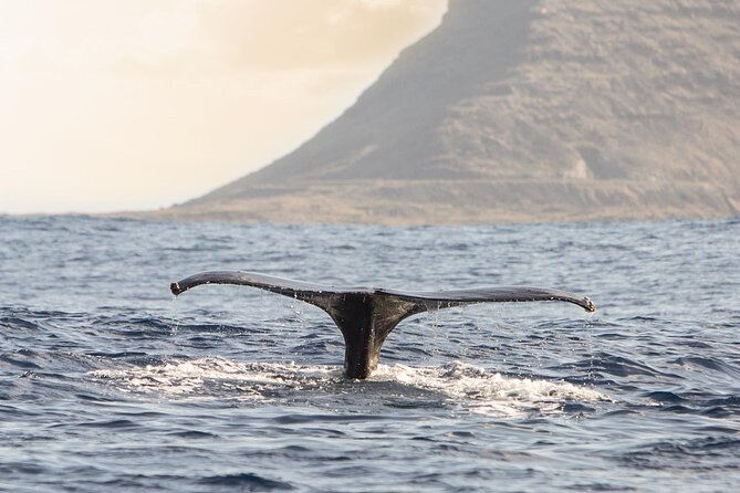Wild Dolphin Watching and Snorkel Safari Off West Coast of Oahu - Final Thoughts