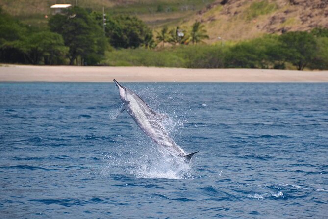 Wild Dolphin Watching and Snorkel Safari Off West Coast of Oahu - FAQs