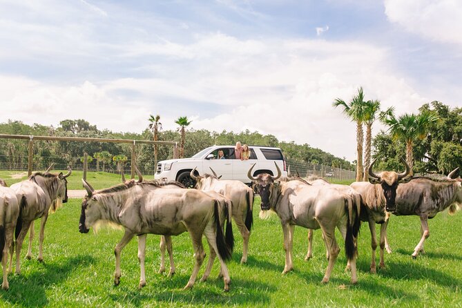 Wild Florida Drive-Thru Safari and Gator Park Admission - An Honest Breakdown of the Experience