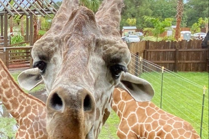 Wild Florida Drive-Thru Safari and Gator Park Admission - What to Expect During Your Visit