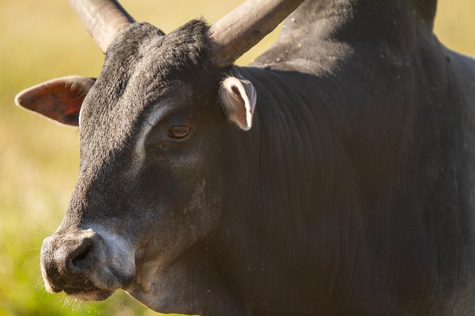Wild Florida Drive-Thru Safari and Gator Park Admission - Analyzing the Value for Money