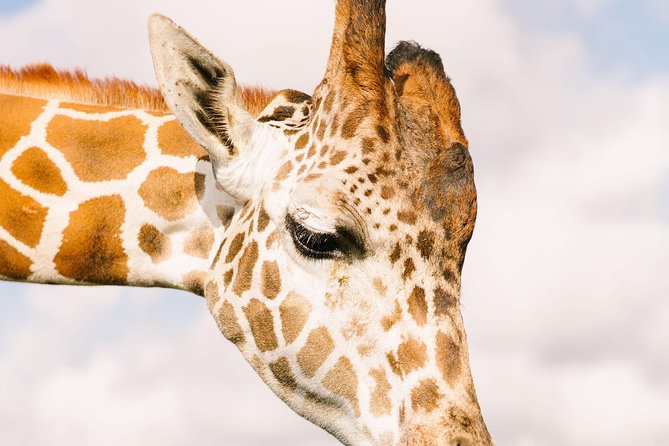 Wild Florida Drive-Thru Safari and Gator Park Admission - Frequently Asked Questions