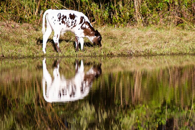 Wild Florida Drive-Thru Safari and Gator Park Admission - In Summary