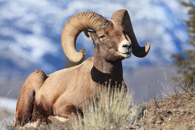 Wild Mustang Half Day Tour - Cody Wyoming - Private - Key Points