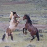 Wild Mustang Half Day Tour - Cody Wyoming - Private - Practical Details: What You Need to Know