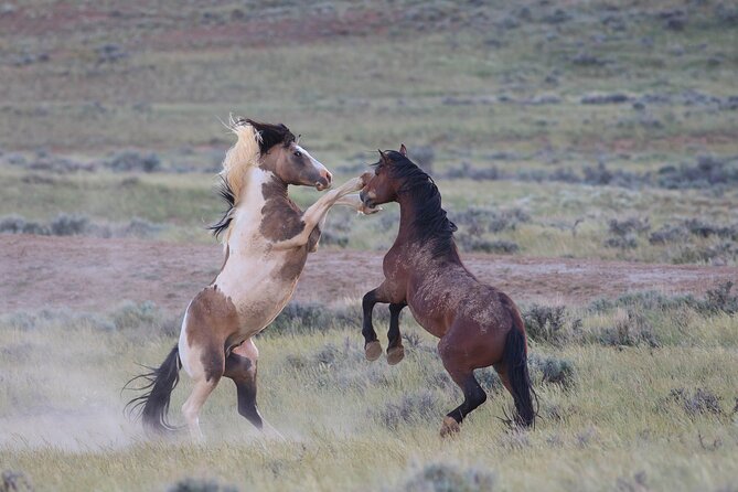 Wild Mustang Half Day Tour - Cody Wyoming - Private - Practical Details: What You Need to Know
