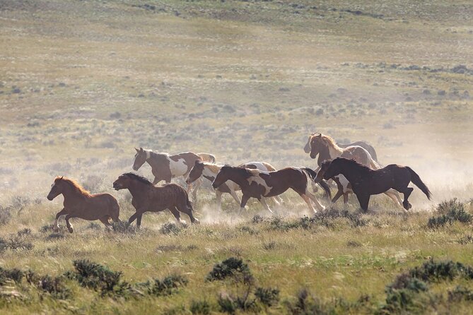 Wild Mustang Half Day Tour - Cody Wyoming - Private - FAQ