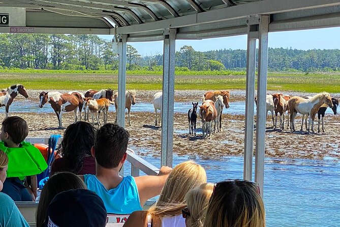 Wild Pony Watching Boat Tour from Chincoteague to Assateague - Introduction to the Tour